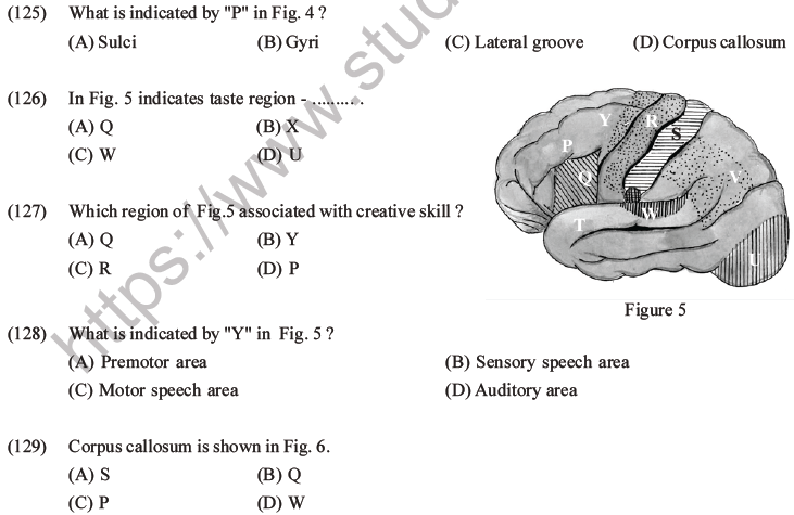 NEET Biology Neural Control and Coordination MCQs Set A with Answers